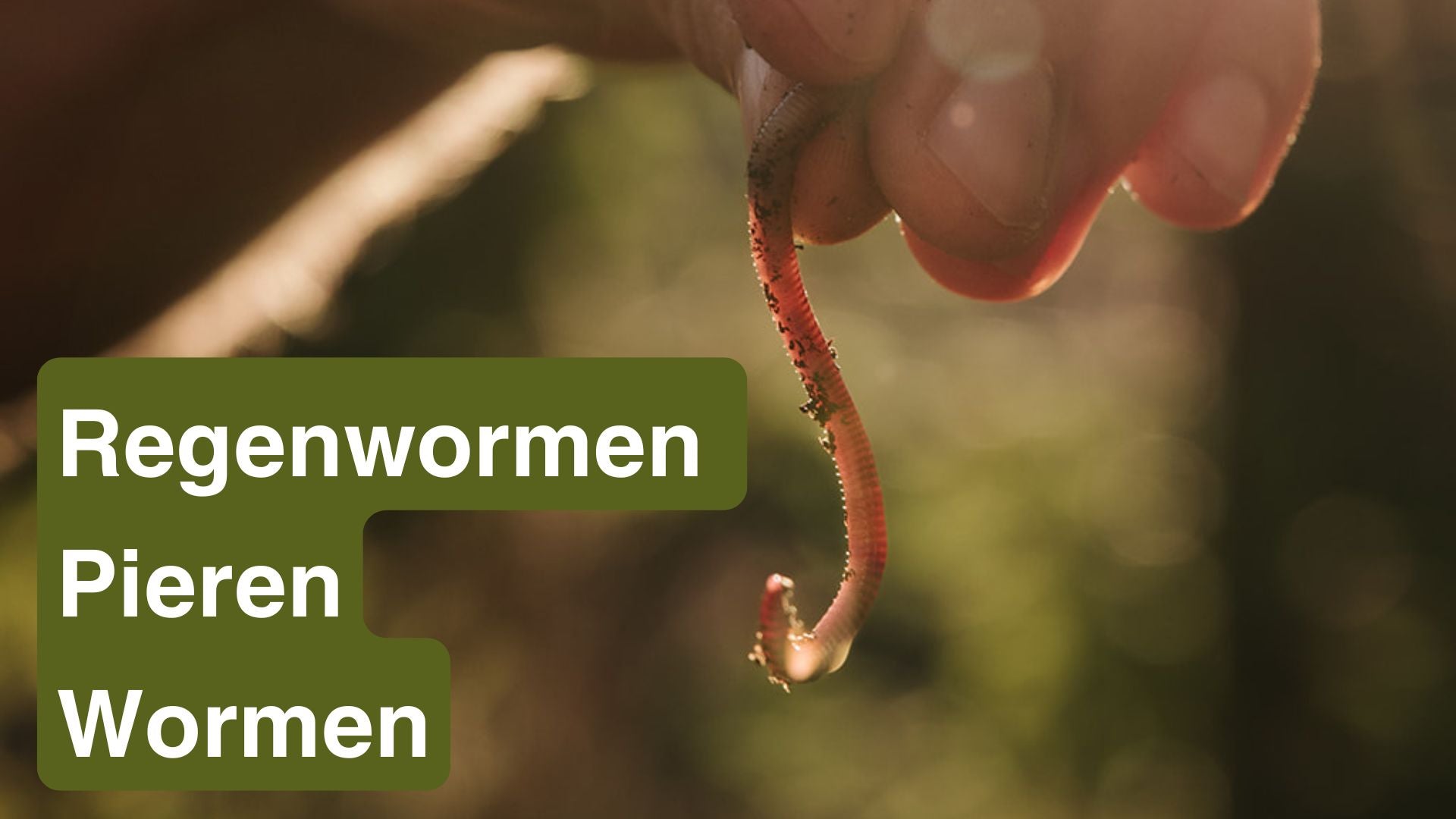 Regenwormen, pieren en wormen kopen in tuin voor bodemverbetering