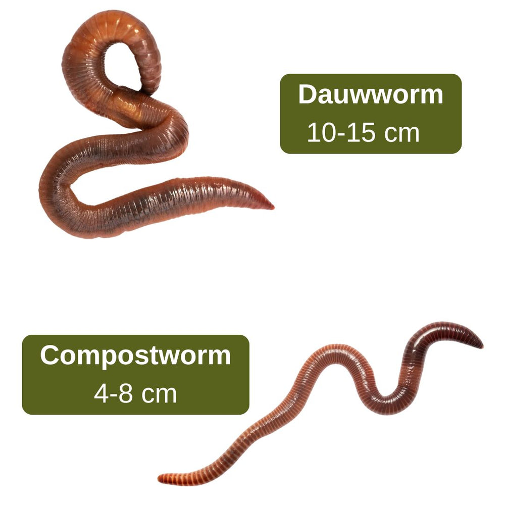 Mix Regenwormen Bodemverbetering kopen | Geschikt voor grasmat en tuin