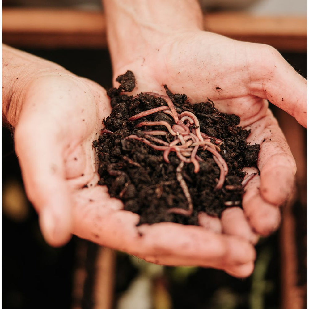 Wormen kopen | Compostwormen Regenwormen Viswormen | Wormenboerderij
